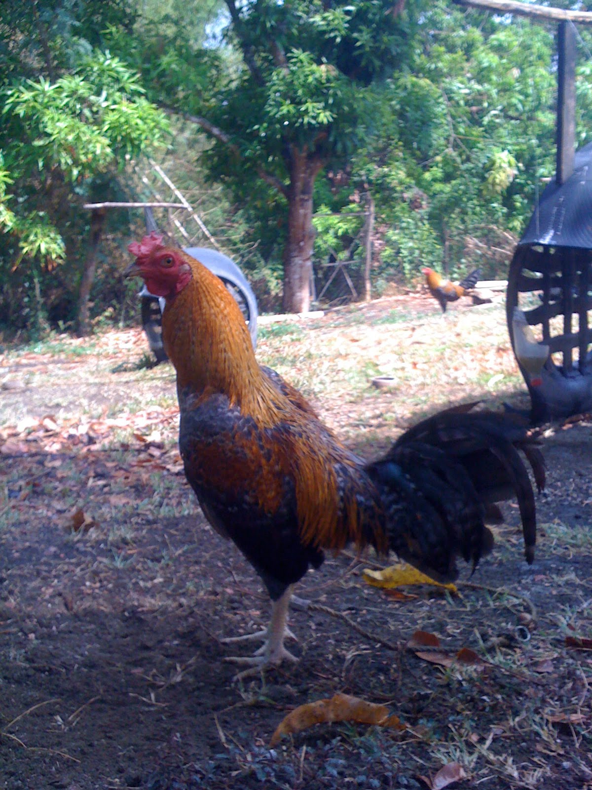 Team EbokAlaEh: May 2010