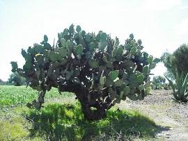 Poesía mientras sorbo mi café.: EN LAS NOPALERAS