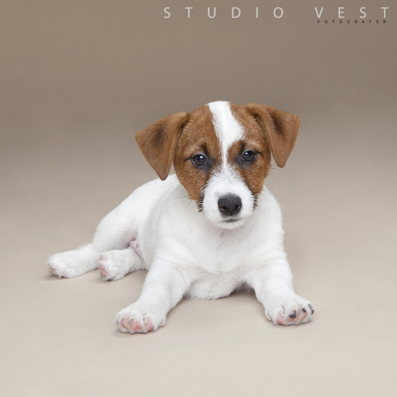 STUDIO VEST: Hundevalp!