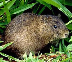 Animal Planet Brasil: Preá