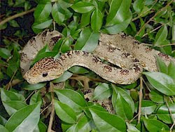 Animal Planet Brasil: Suaçubóia