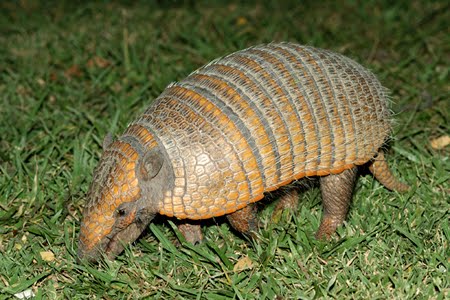 Animal Planet Brasil: Tatu Peba