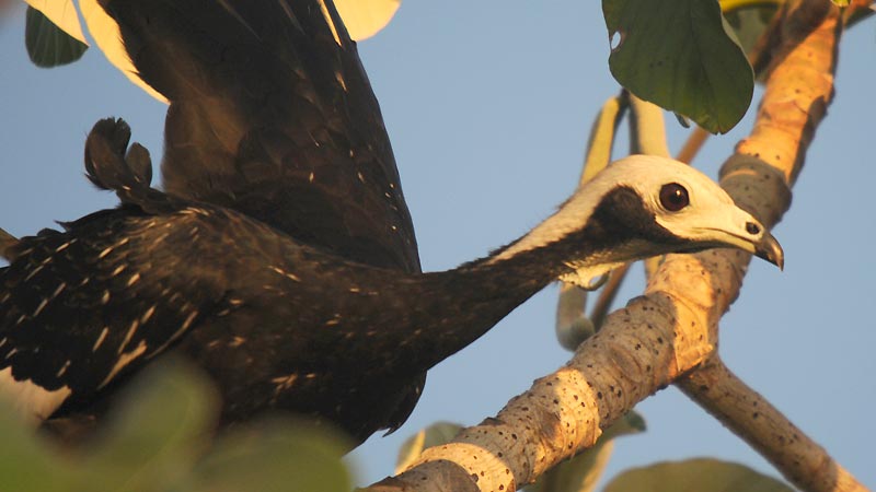 Animal Planet Brasil: Jacutinga