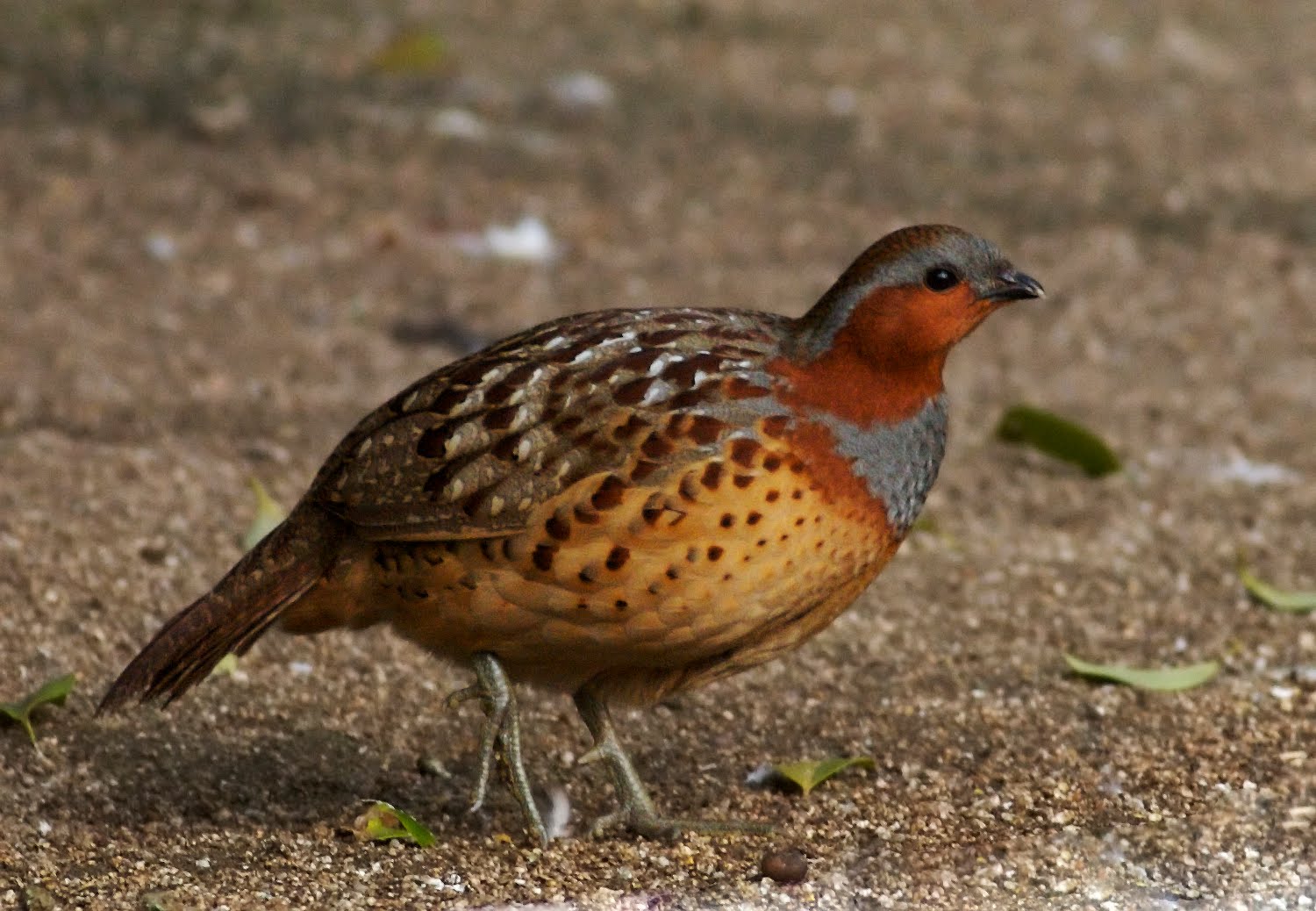 Animal Planet Brasil: Perdiz
