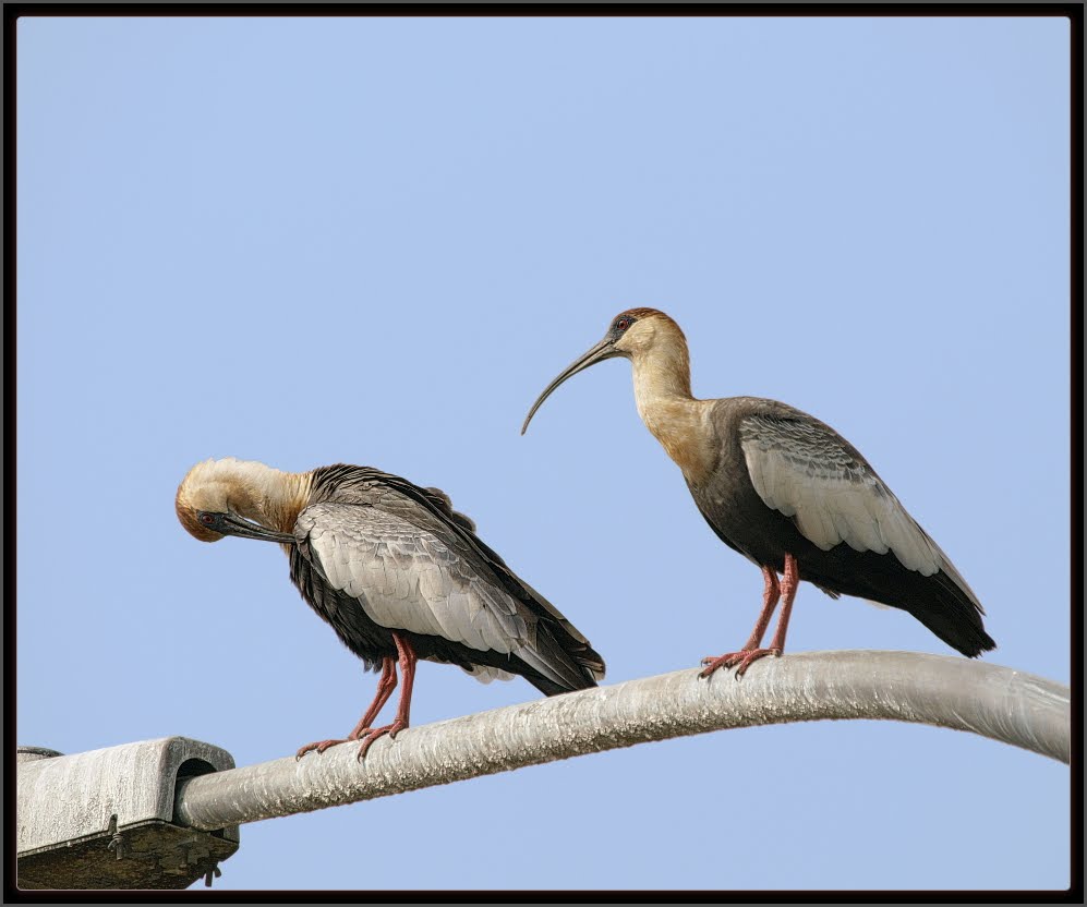 Animal Planet Brasil: Curicaca