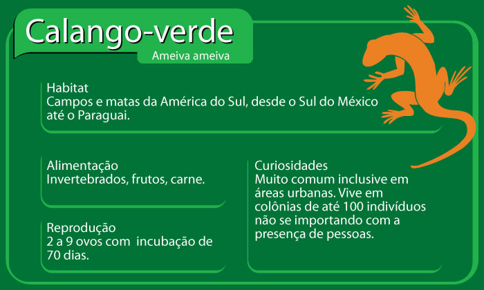 Animal Planet Brasil: Calango-Verde