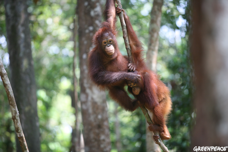 Animal Planet Brasil: Orangotango