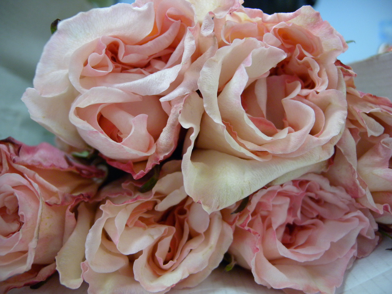 Oceana Whispers: Ecuadorian Roses Remain My Client Favorite