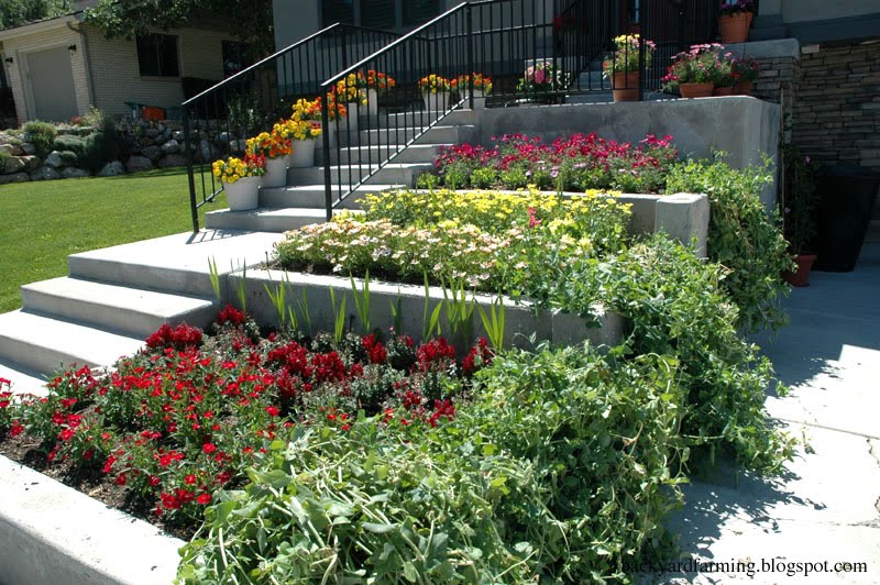 Backyard Farming: Adventures in FRONT yard farming