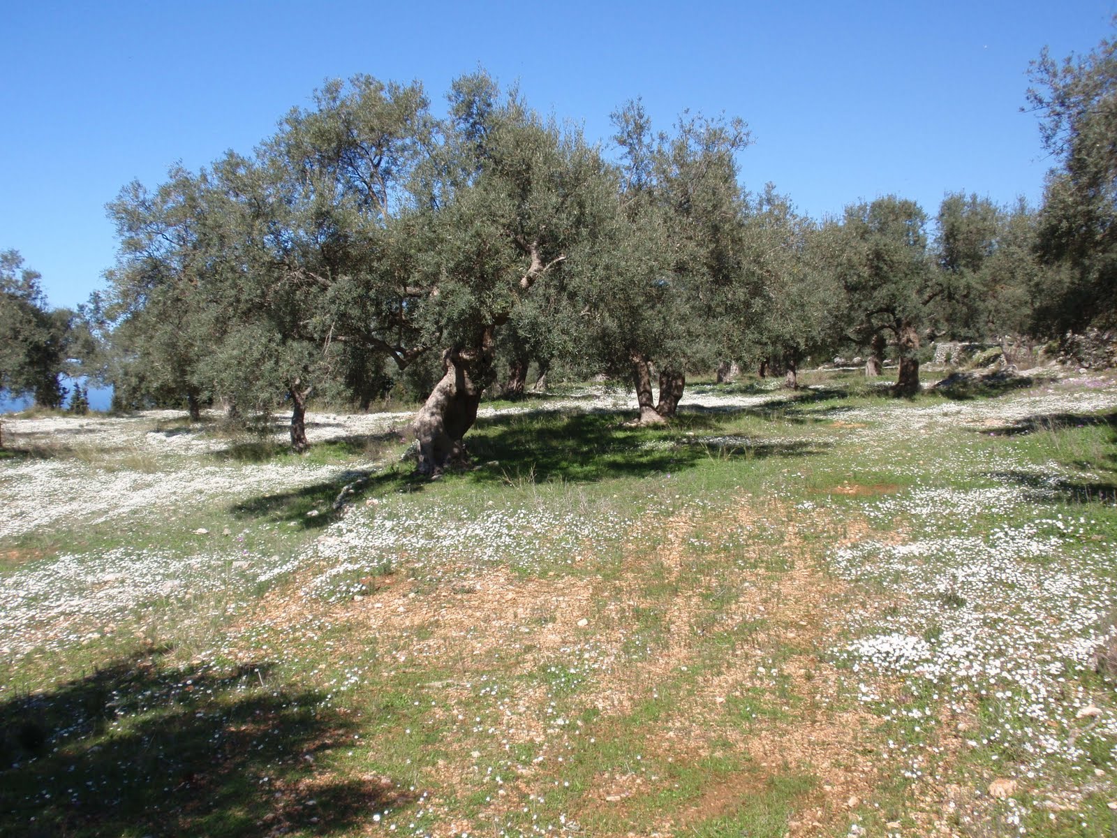 ΠΟΡΤΟ ΚΑΤΣΙΚΙ ΟΙΚΟΠΕΔΑ