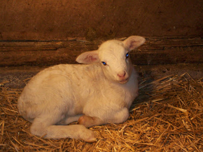 Sagecroft Farms: Bummer lambs