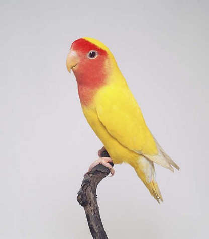 agapornis: COLORACIONES DE LOS ROSEICOLLIS.