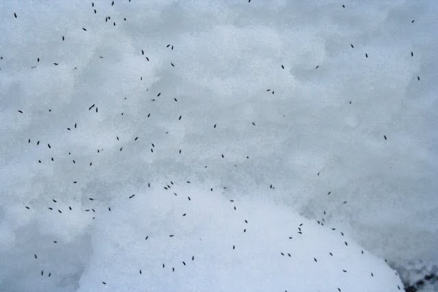 Big Island Lake Wilderness Home: Snow Fleas, Springtails in the Snow