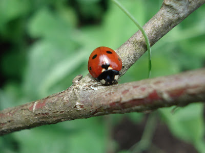 Cencov blog: Pikapolonica