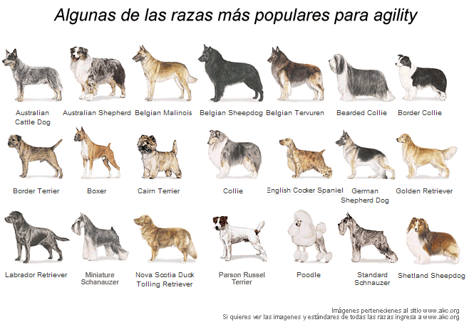 Todas las razas de perros que existen - Imagui