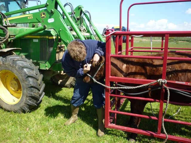 A Norfolk farmer: Cow catcher,