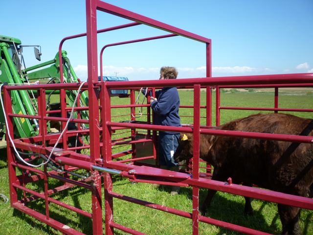 A Norfolk farmer: Cow catcher,
