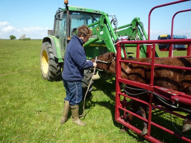 A Norfolk farmer: Cow catcher,