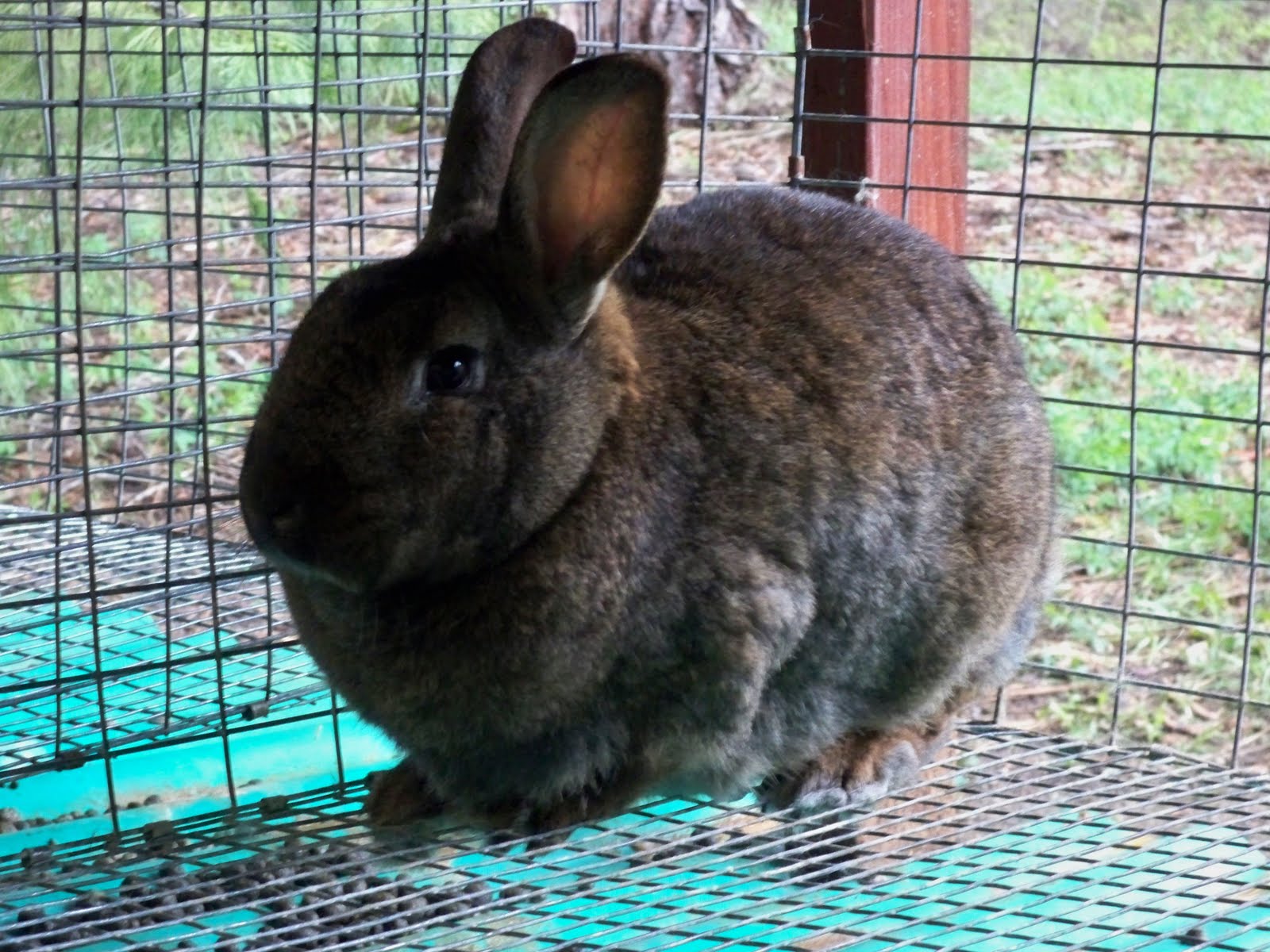 The Provential Ruralite: More on Rabbits