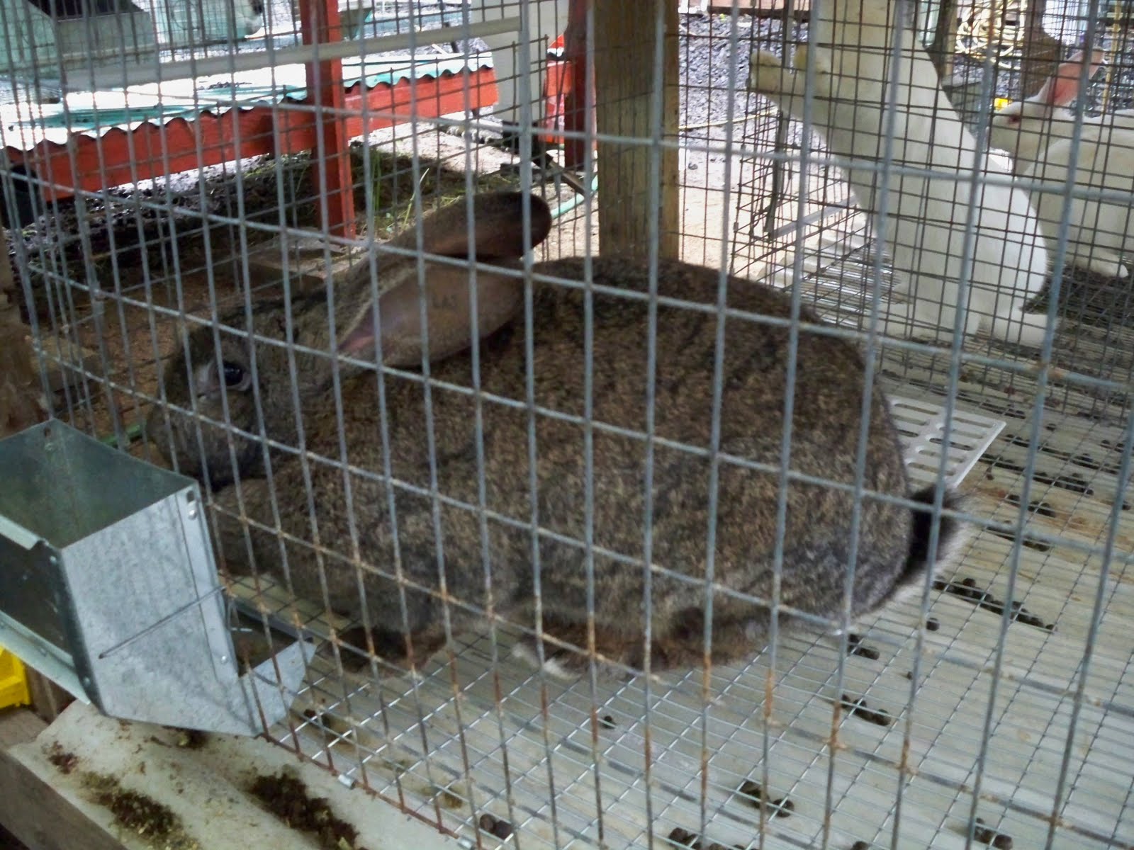 The Provential Ruralite: More on Rabbits