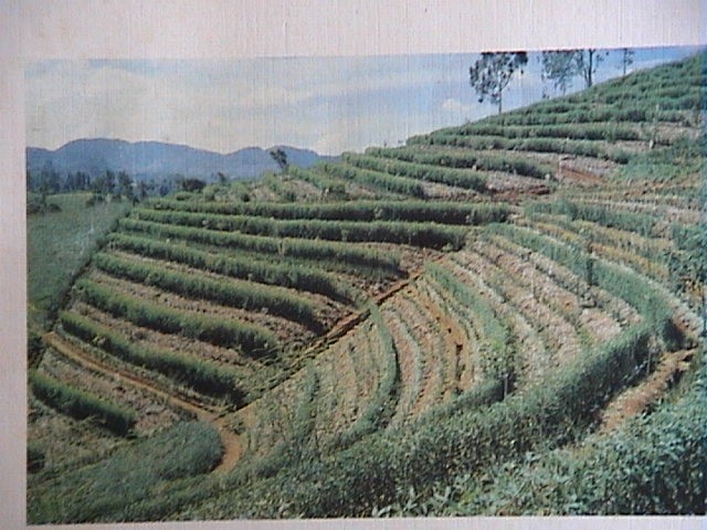 Caring TEA: Agronomic and Cultural Practices