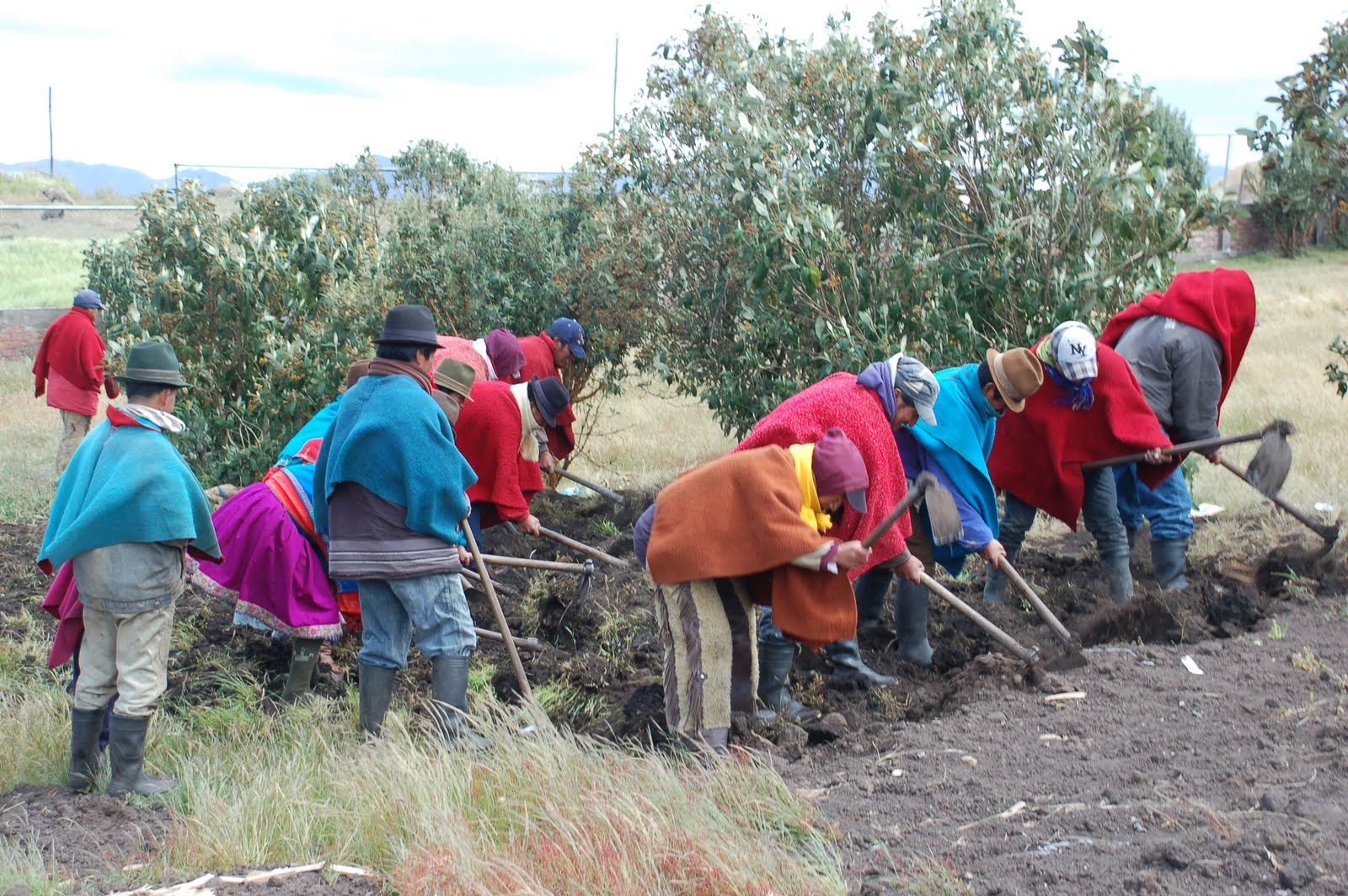 La minga-trabajo comunitario