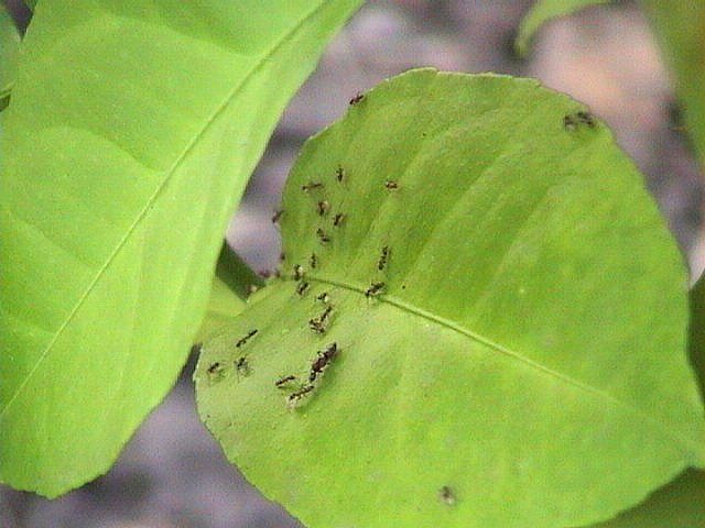 Handmade Diva: Story of the LEMON TREE and the ants.