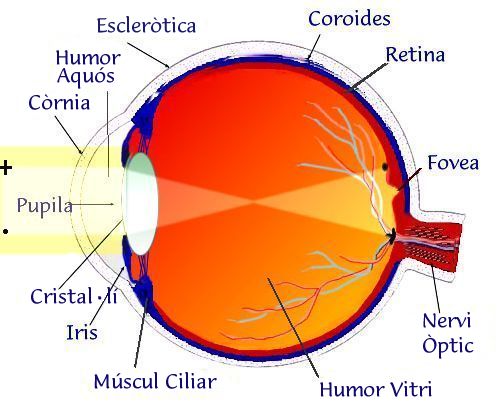 ELS CINC SENTITS: La vista