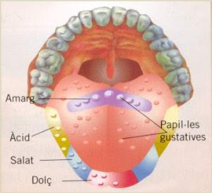 ELS CINC SENTITS: El gust