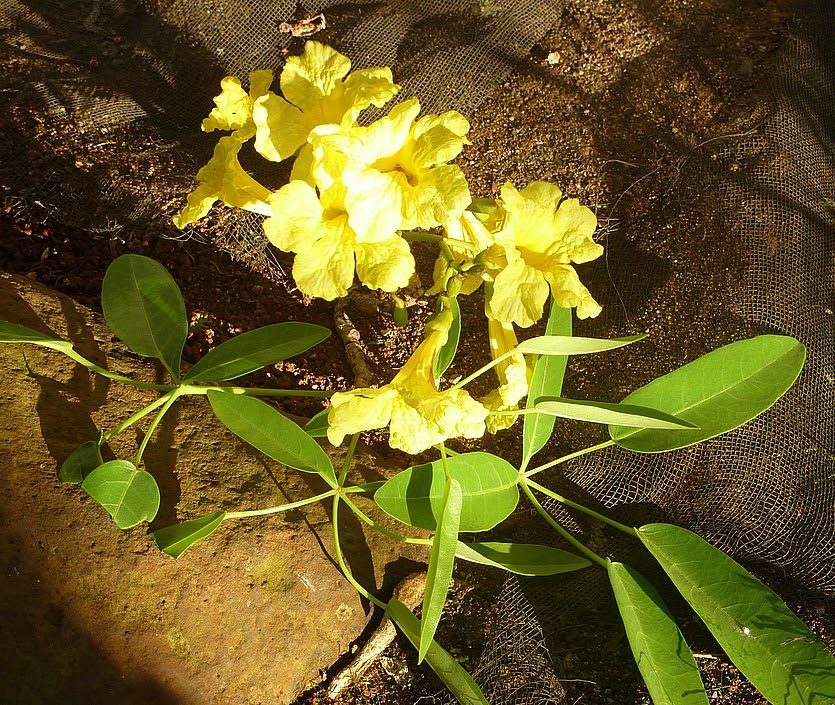 On Safari: Tabebulia Caraiba - Silver Trumpet Tree