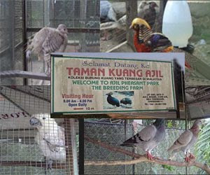 TERENGGANU... kelainan tercipta: Taman Burung Kuang