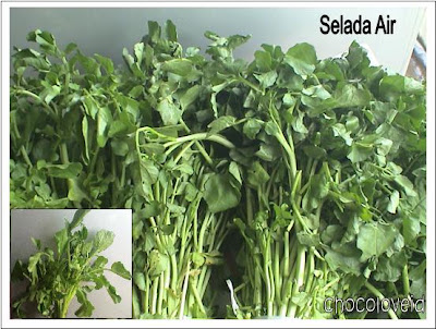 KAMUS DAPURKU: Selada Air