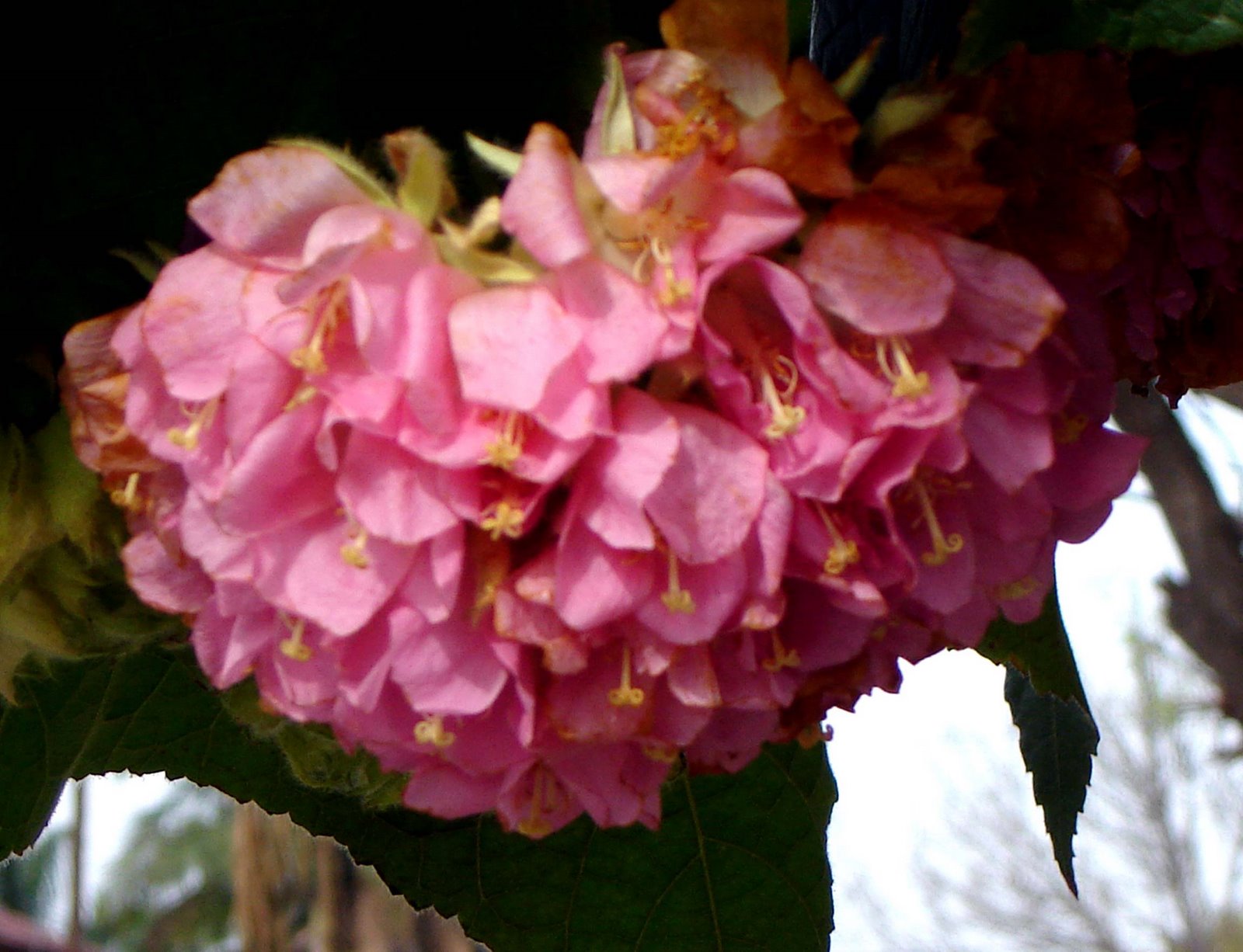 v e r d e c h a c o: Dombeya / Árbol de hortensias