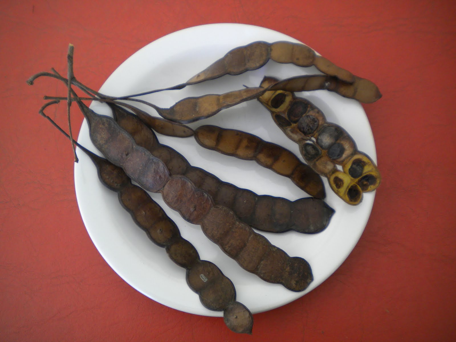 v e r d e c h a c o: Cebil / Curupay