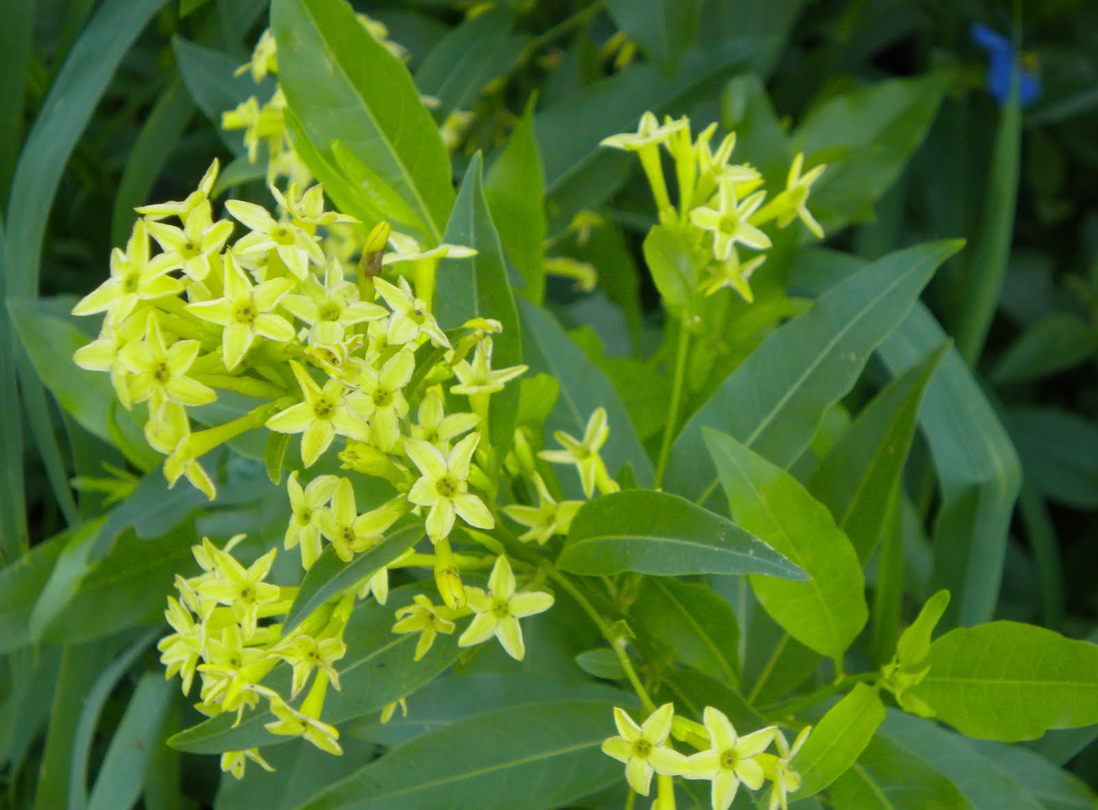 v e r d e c h a c o: Duraznillo Negro / Hediondilla