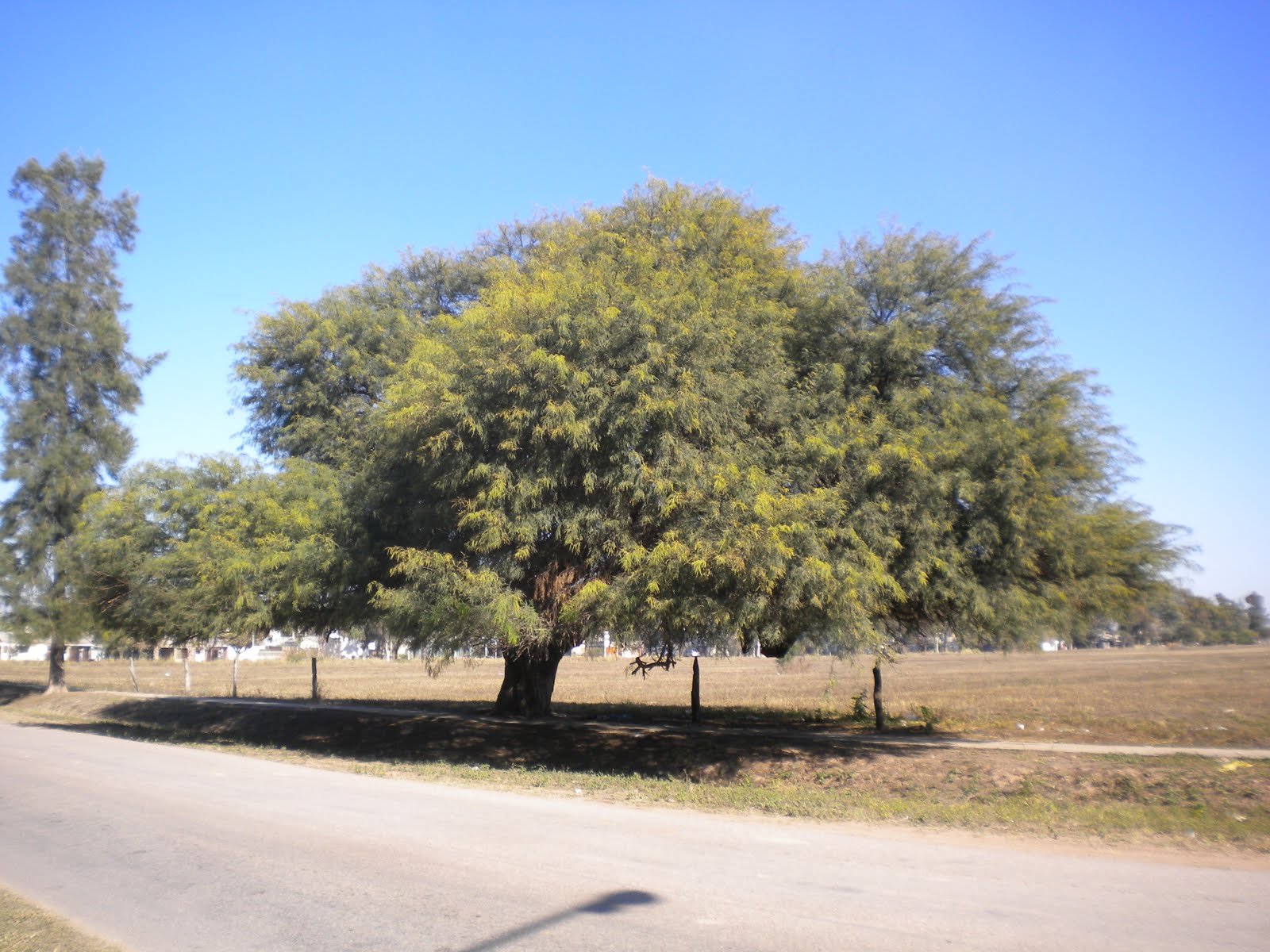 v e r d e c h a c o: Algarrobo