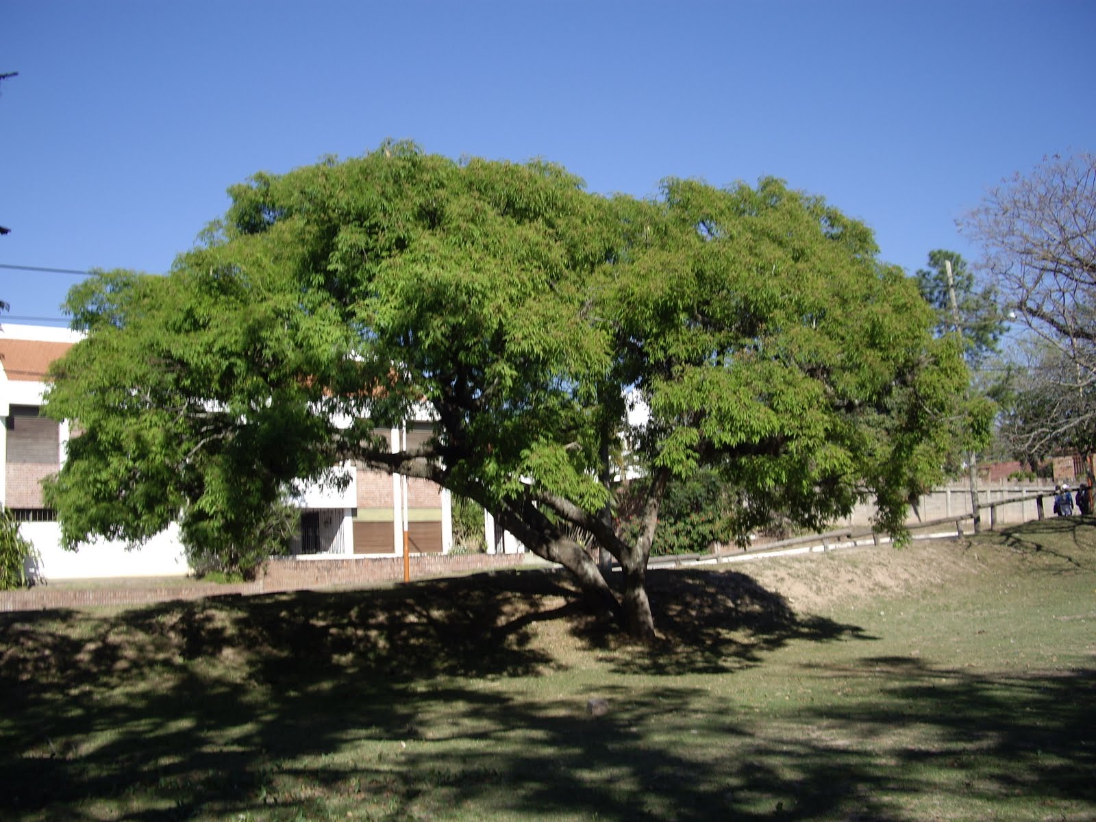 v e r d e c h a c o: Timbó blanco