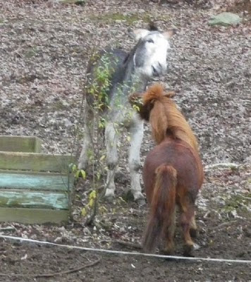 Pratie Place: The amazing donkey fight