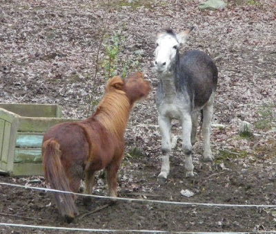 Pratie Place: The amazing donkey fight