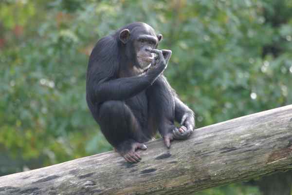 Animal em Risco - O Blog Selvagem!: Chimpanzé