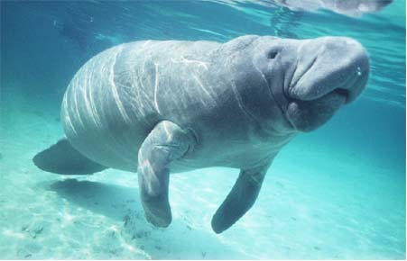 Animales en vía de Extinción en Colombia: Manatí