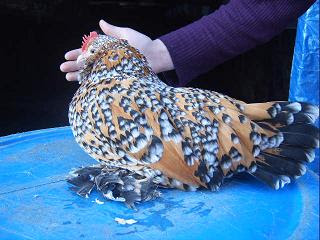 Run Down Ranch Rabbitry Angoras: 4-H Chickens