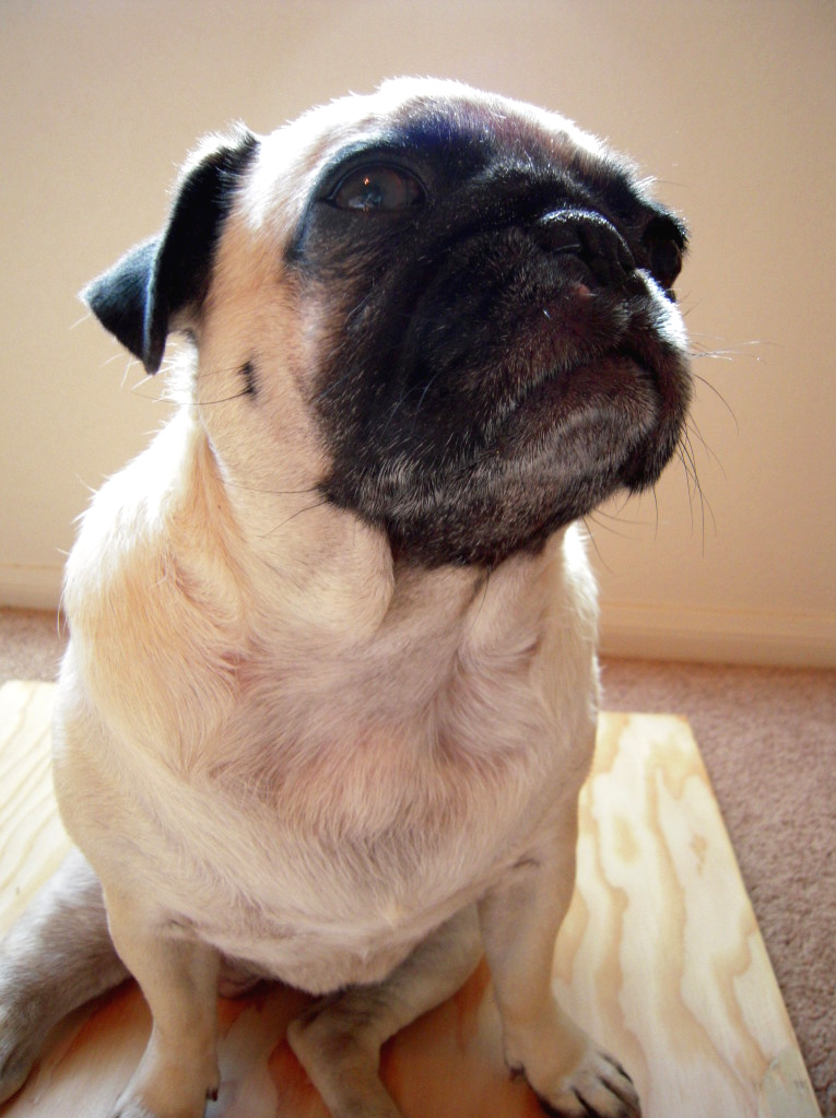 Beefy Pug: Don't Look At My Swollen Wrinkle