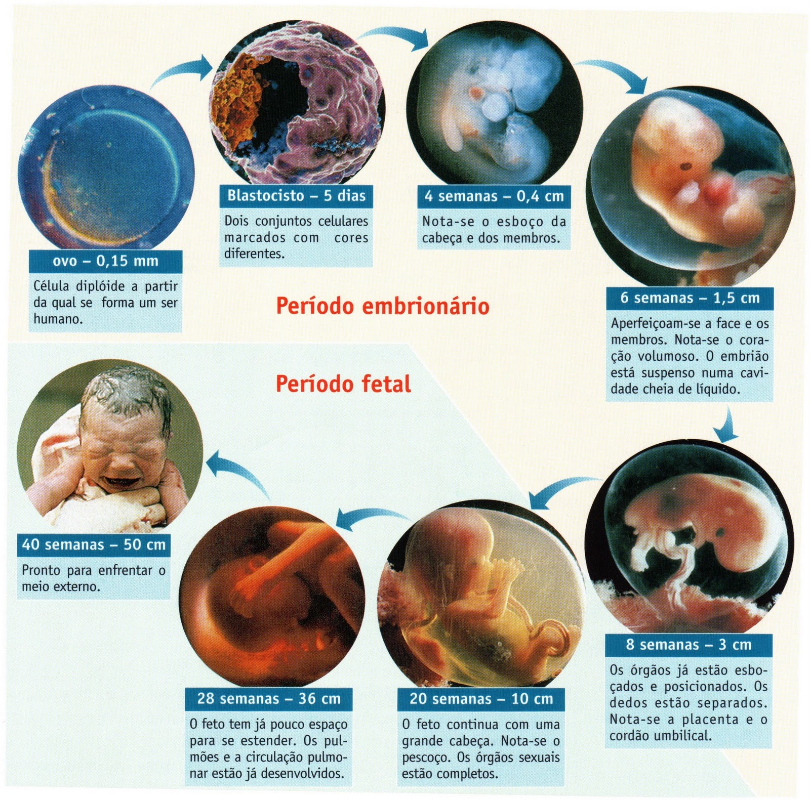 Durante O Desenvolvimento Embrionário - RETOEDU