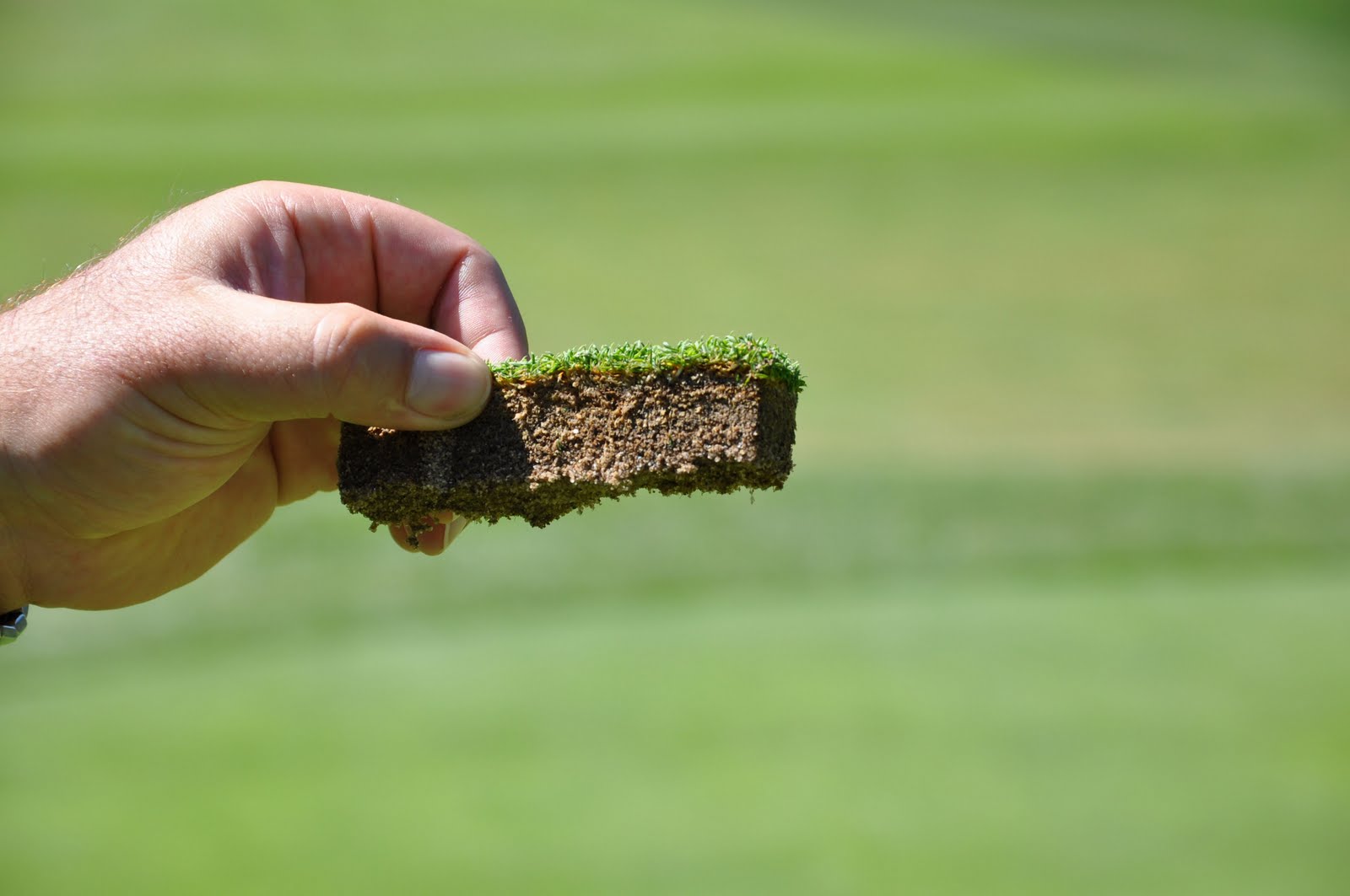 Arrowhead Country Club Bentgrass Versus Poa