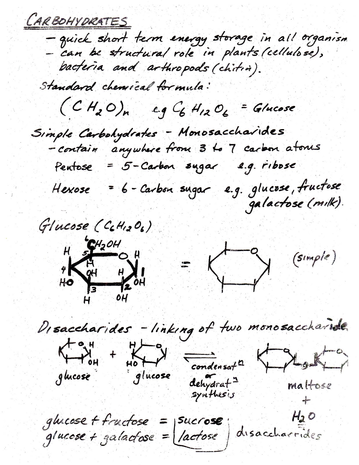 The BioBlog: BIO-SHEETS 12-17: Carbohydrates, Lipids, Proteins and ...