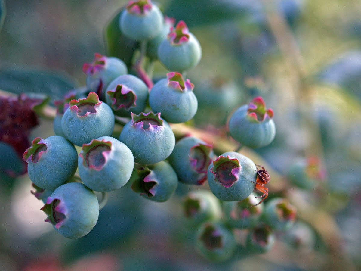 Silverback: Green Blueberries with Spider