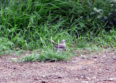 Hiking Curaçao - Flora and Fauna: Mockingbird, Chuchubi, Spotvogel
