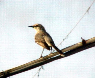Hiking Curaçao - Flora and Fauna: Mockingbird, Chuchubi, Spotvogel