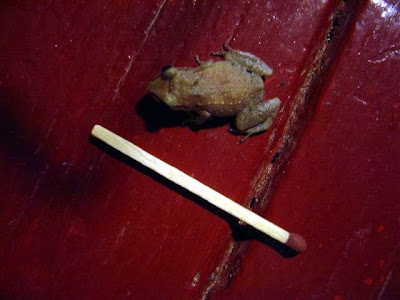 Hiking Curaçao - Flora and Fauna: Fluitkikker, little frog / coqui frog